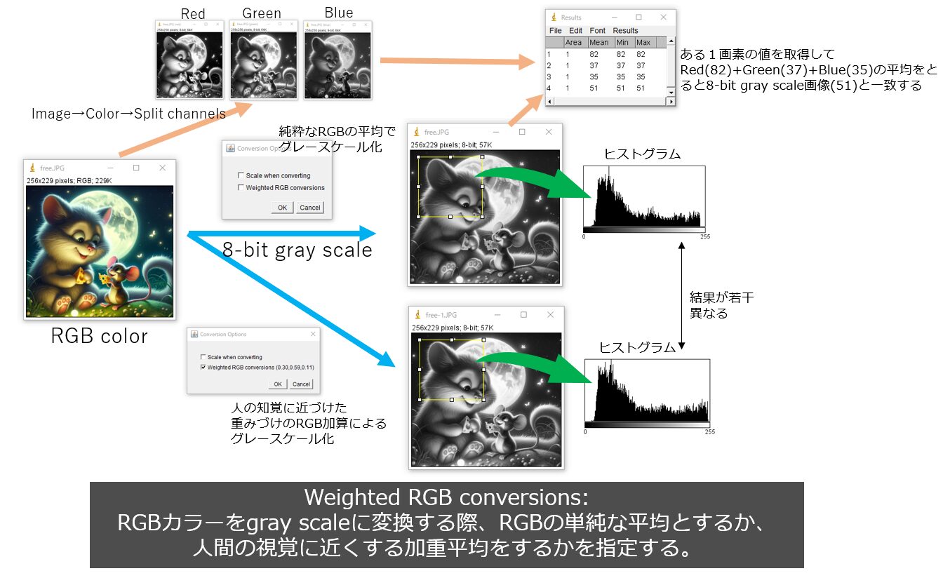 ImageJの使い方 2 ーEditメニュー編ー｜Tools for RadTech