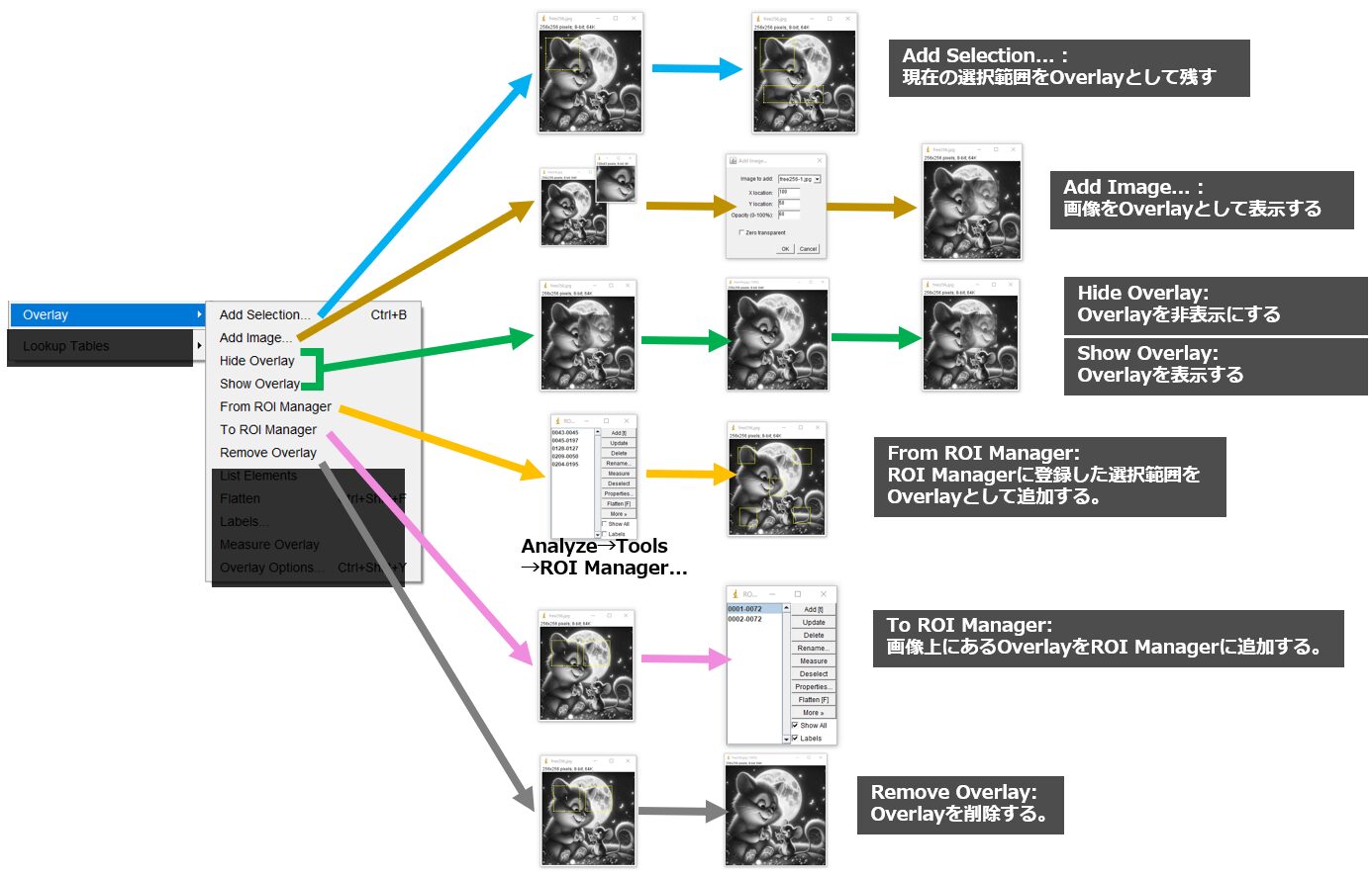 ImageJの使い方 3 ーImageメニュー編ー｜Tools for RadTech
